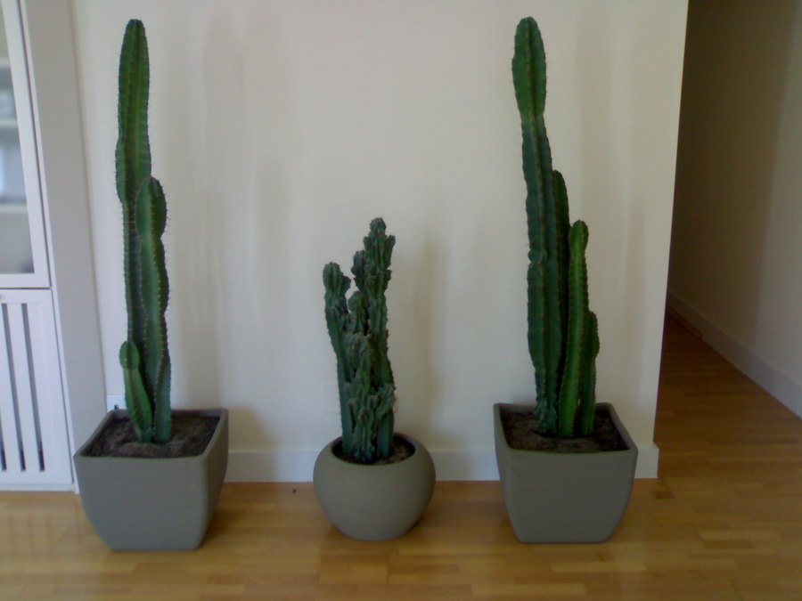 Foto: Pared Lisa de Brico-bonesso #815411 - Habitissimo