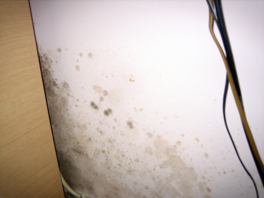 Foto: Moho en Paredes de Tratamientos Antihumedad Euskalsec #150946 ...