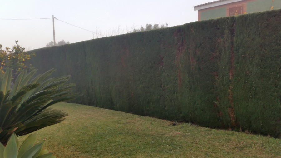 Foto: Seto Cipres,recien Cortado. de Natura_i_paisatje #704271 ...