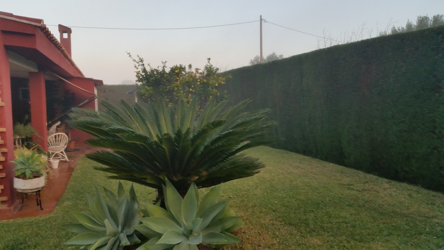 Foto: Seto Perimetral de Cipres Recien Cortado. de Natura_i_paisatje ...