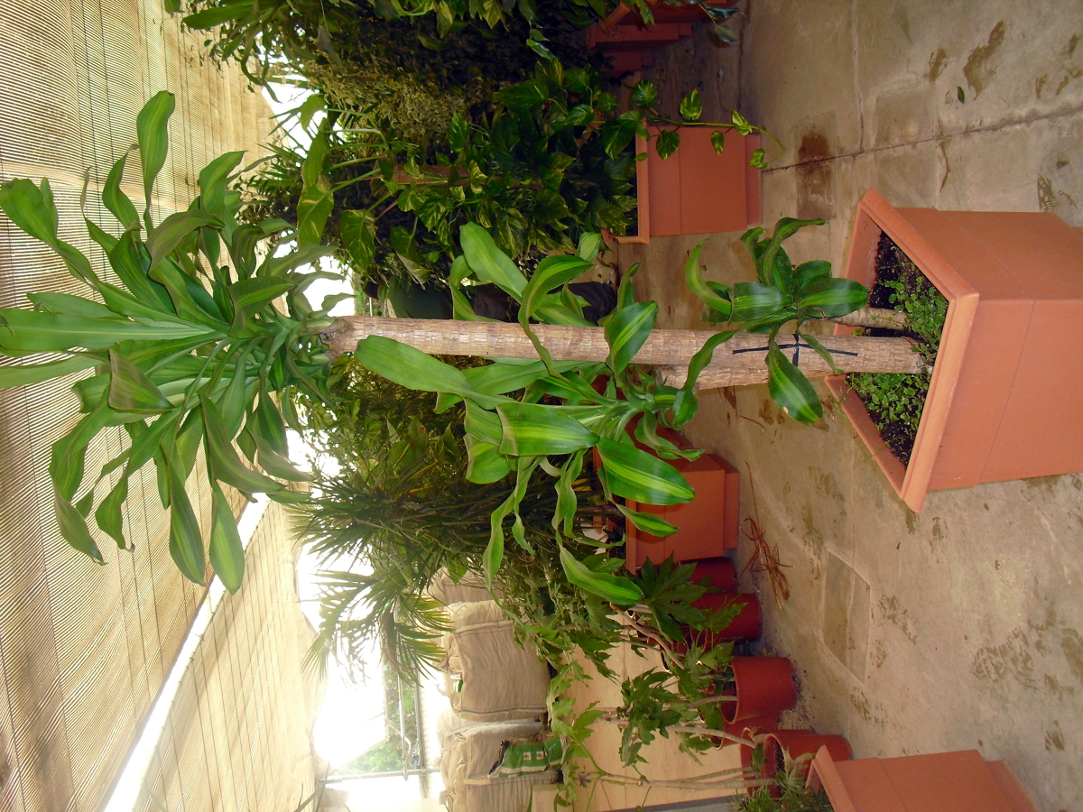 Foto: Tronco de Brasil de Martinez Onsurbe Jardineros #154732 - Habitissimo