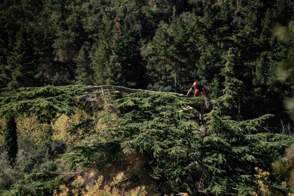 Foto: Inspección Cedro de Gerard Artal Arboricultura #3450260 - Habitissimo