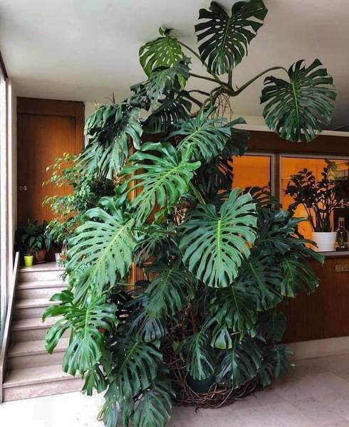 Foto: Monstera Deliciosa Interior de +K Jardineria #3544322 - Habitissimo