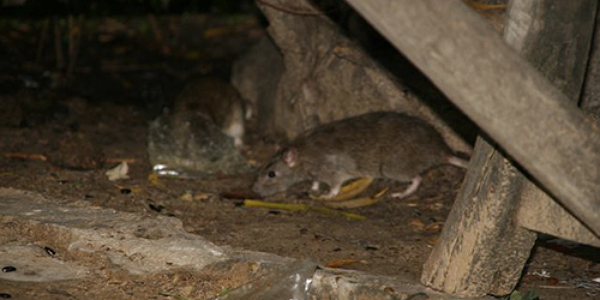 Foto: Plaga de Ratas en un Chalet Cerca de Boadilla del Monte de Banzai ...