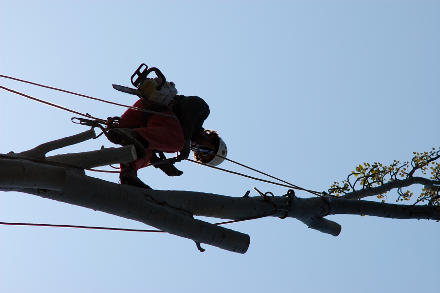 Foto: Sistema de Trepa de Arboricultura y Verticales Arbomad #158214 ...