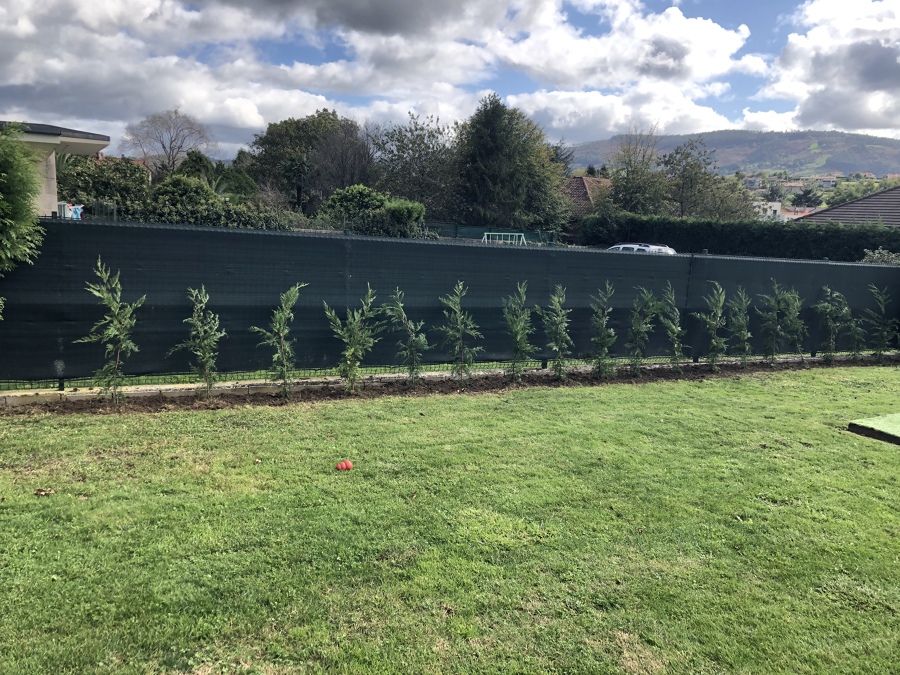 Instalación de Seto Perimetral de Cipreses Leylandis | Ideas Jardineros