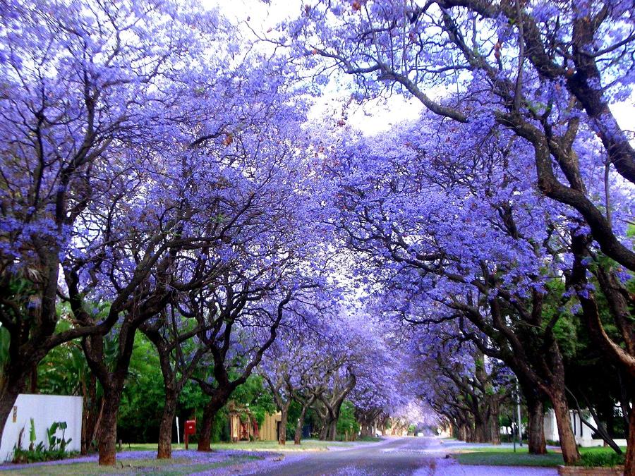 Hermosa Jacaranda, un Toque de Color para Tu Jardín | Ideas Decoradores