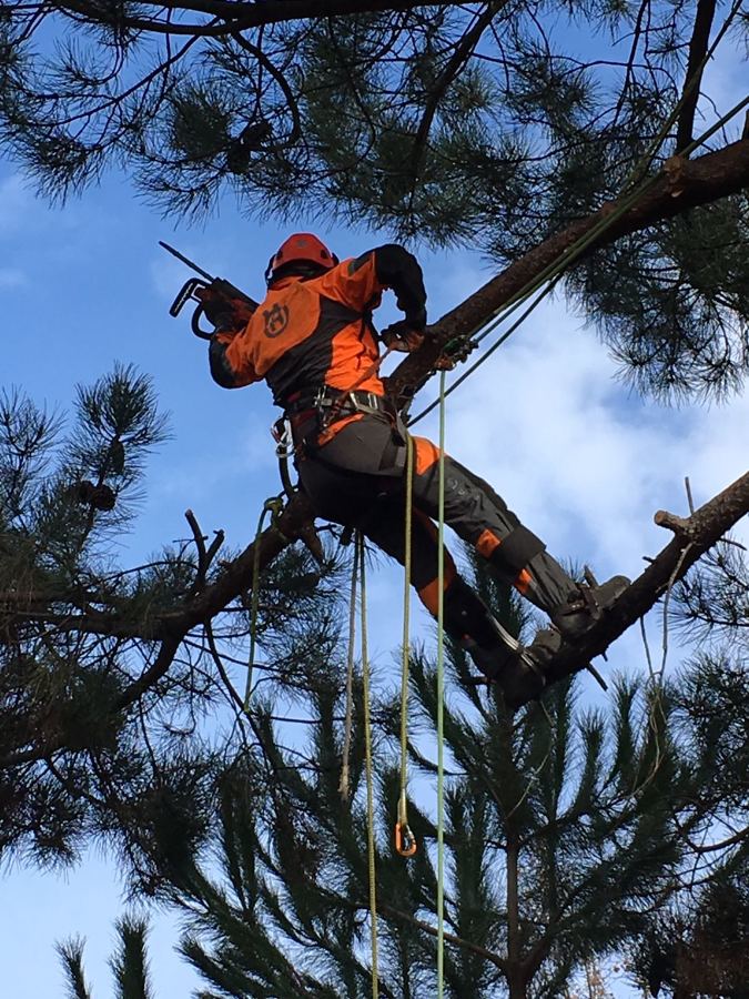 Foto: Tecnicas de Trepa de T.D.A Poda Y Tala En Altura De La Cruz ...