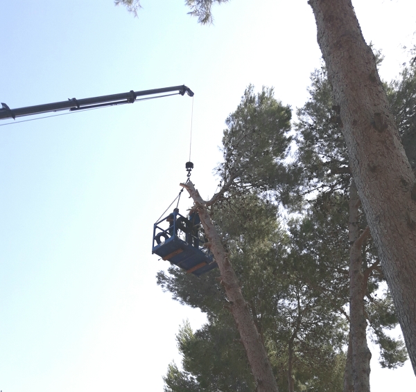 Foto: Atado de Rama de Mantenimiento Aspi #1489628 - Habitissimo