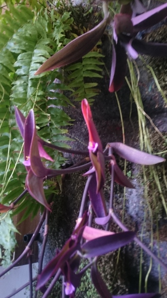 Foto: Cuadro Vivo de Lolo Rendón - Artesano Jardinero #1278900 ...