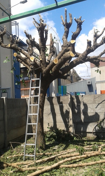 Foto: El Árbol sin Ramas de Jardín Plus #915645 - Habitissimo